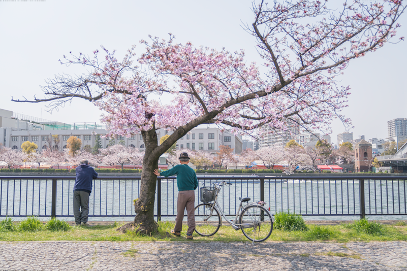 The Outlying Sakura Tree