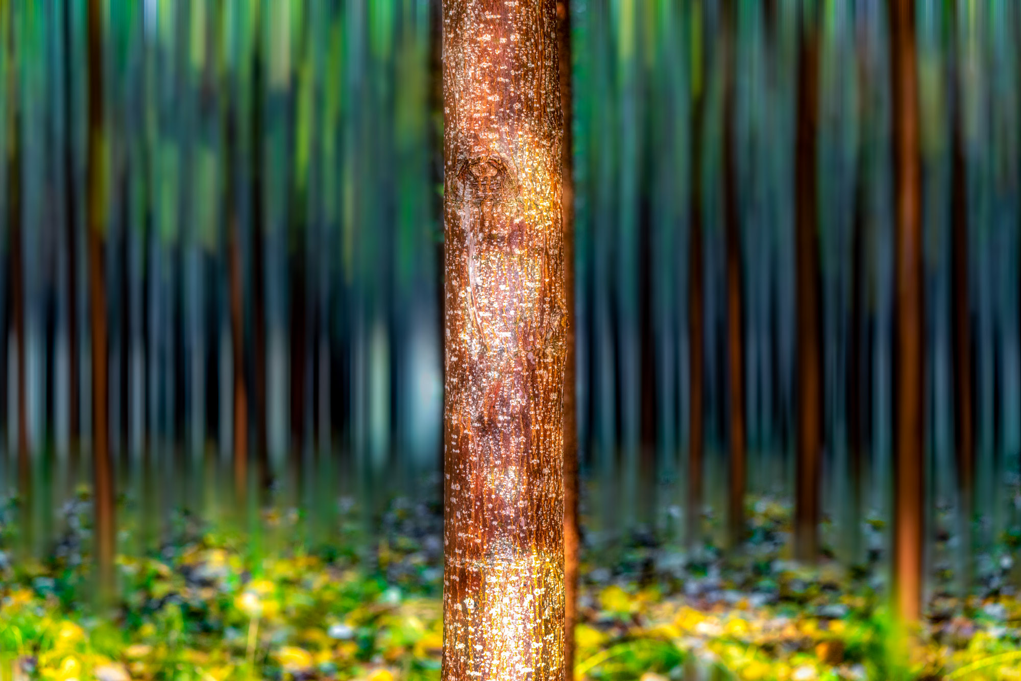 Trees in Motion