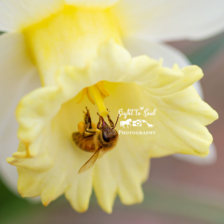 Honey Bee in Daffodil Photo | Sight to Soul