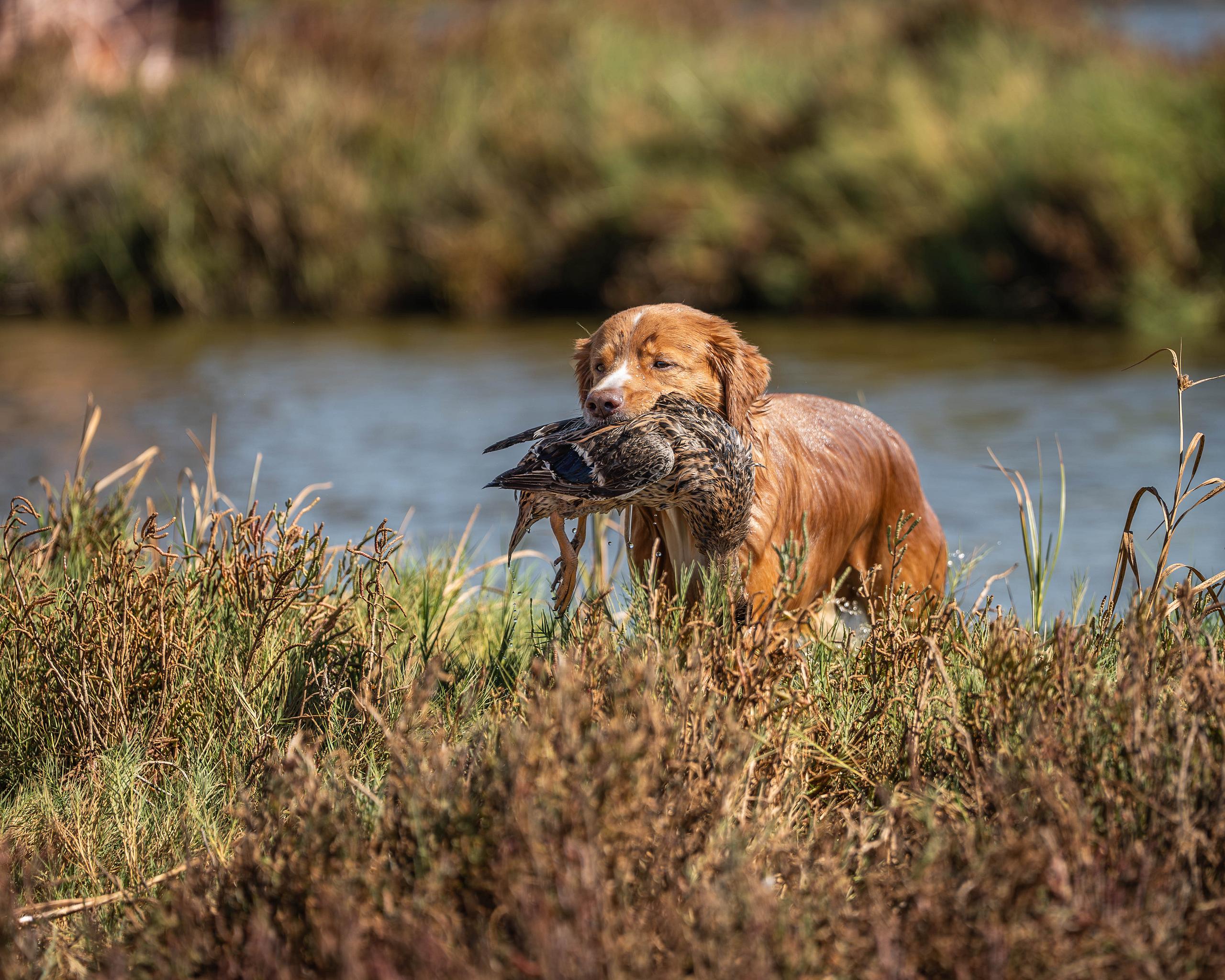 NSDTR 2024 (USA) National Breed Hunt Test