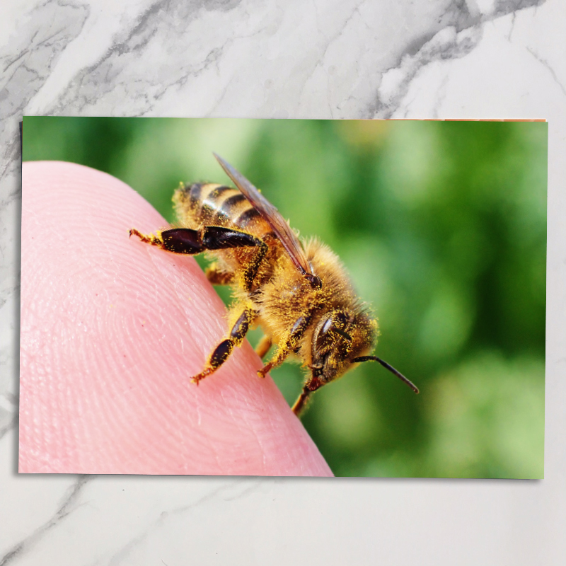 Honey Bee Teaching Posters