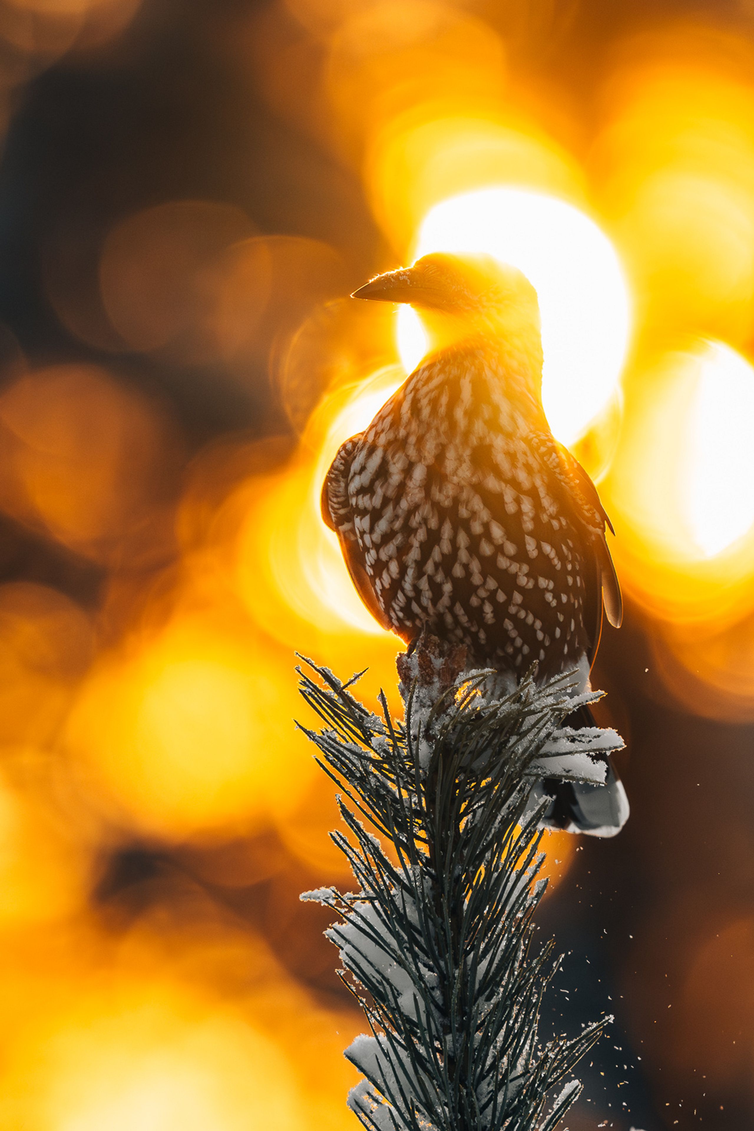 Fine art print of Northern Nutcracker