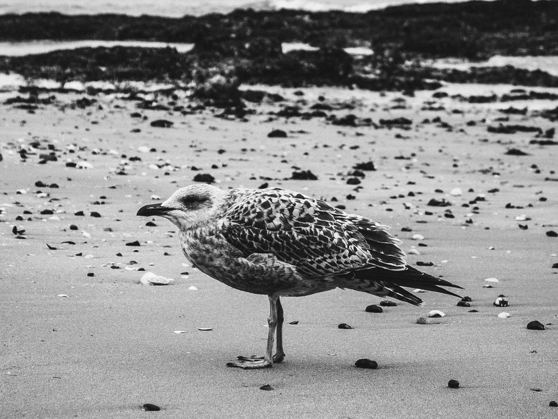 Tom Calton Peterborough Preset