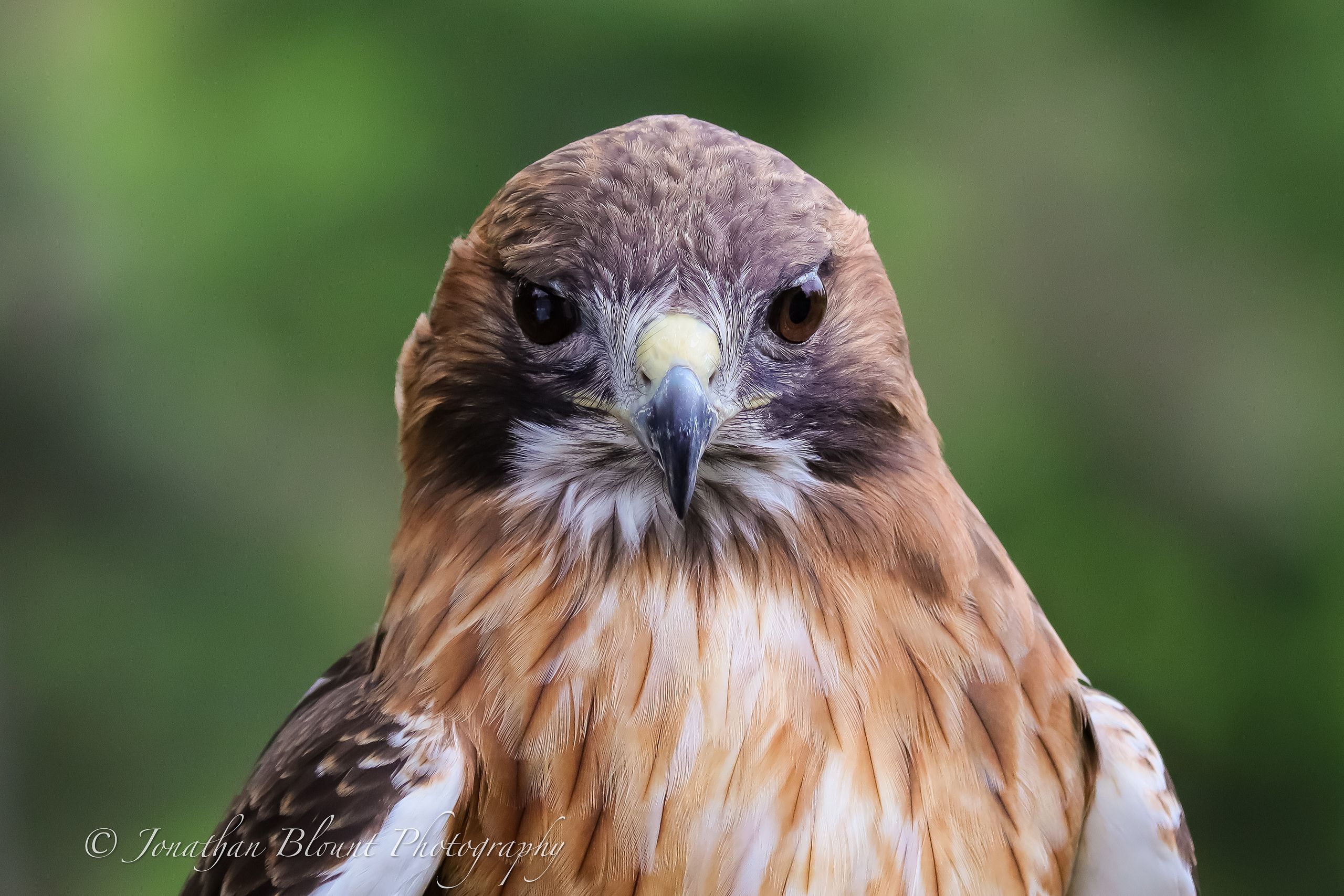 Red Tailed Hawk Portrait Fine Art Print