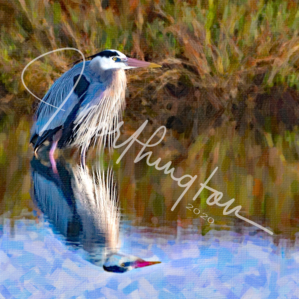 Great Blue Heron with Breeding Plumage on Galveston Island